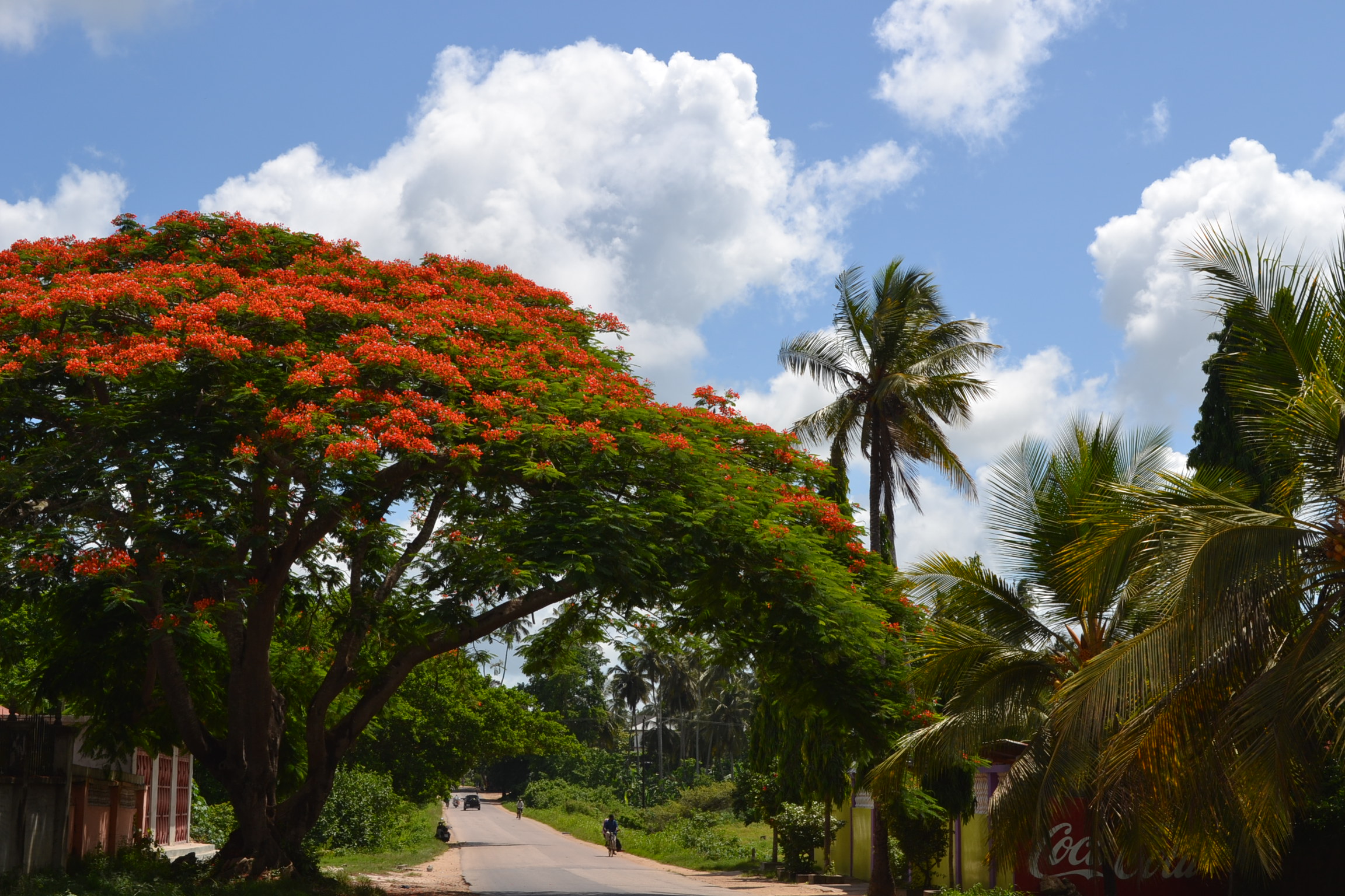 DSC_0438 | アフリカフェ＠バラカ