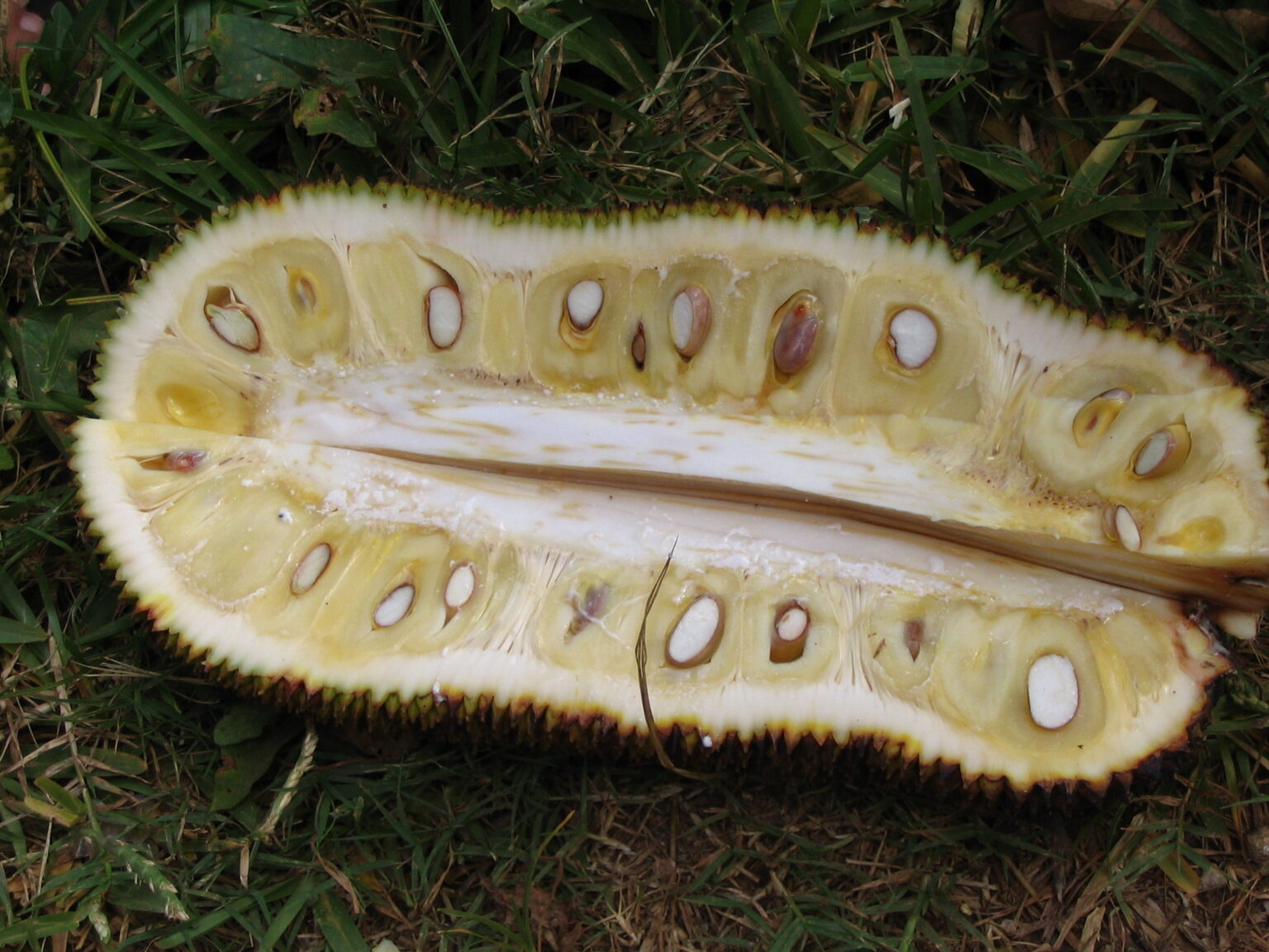 世界最大の果実 ジャックフルーツと、フルーツガムの言い分 | アフリカフェ＠バラカ